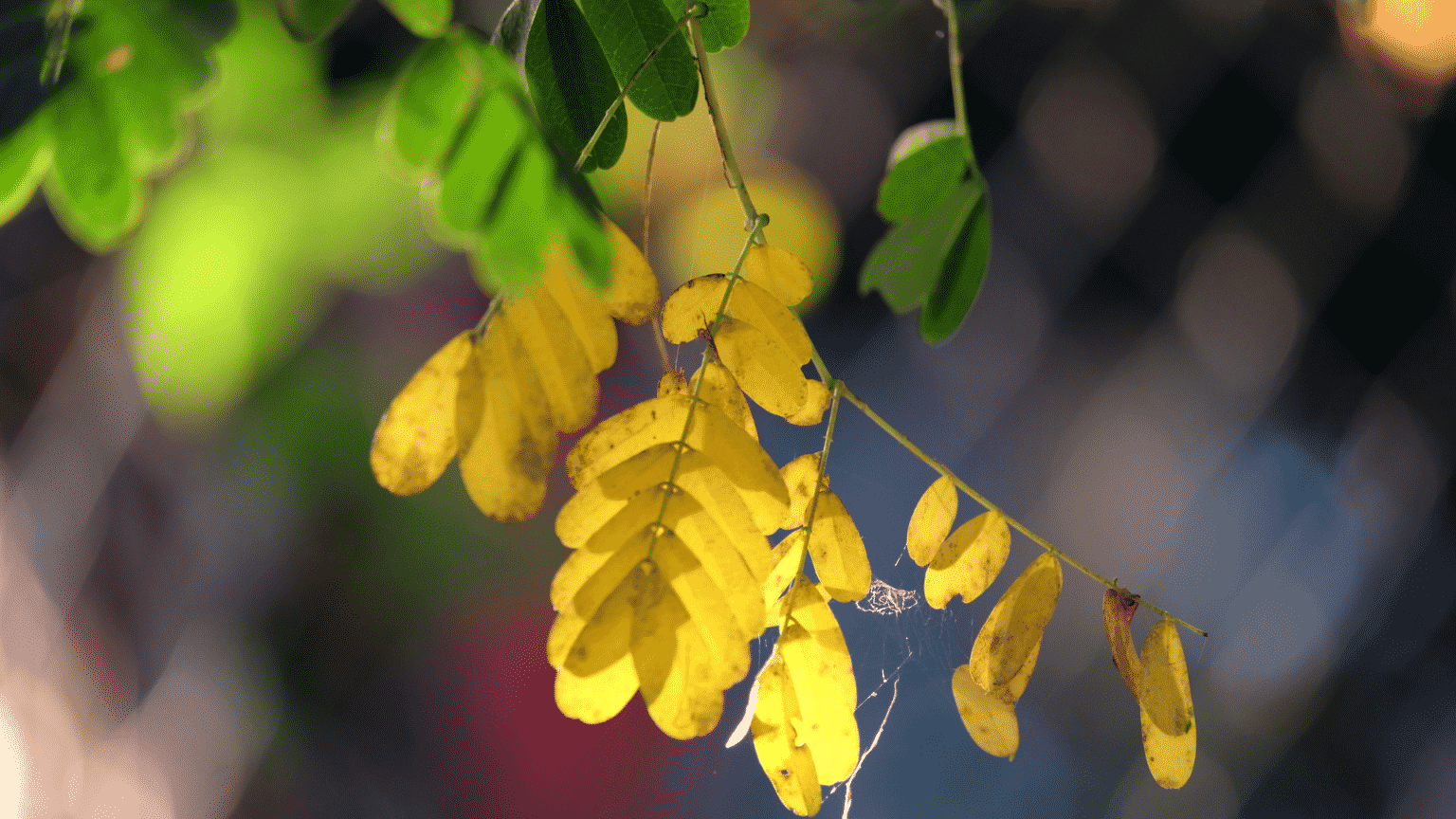 12 Reasons Why Your Garden Plants Are Yellowing (And How To Stop It ...