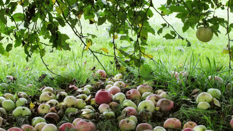Do Apples Make Good Compost? 🍏 - Little Leafy