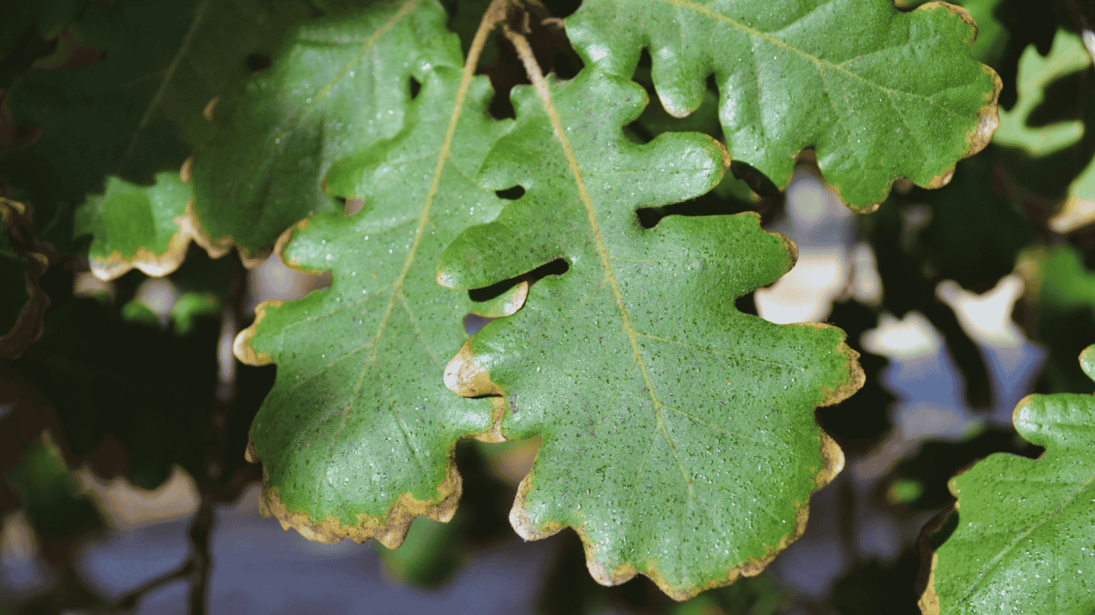 Are Oak Leaves Bad For Compost? - Little Leafy