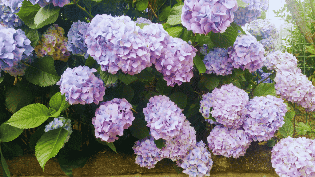 Can You Use Ericaceous Compost On Hydrangeas? - Little Leafy