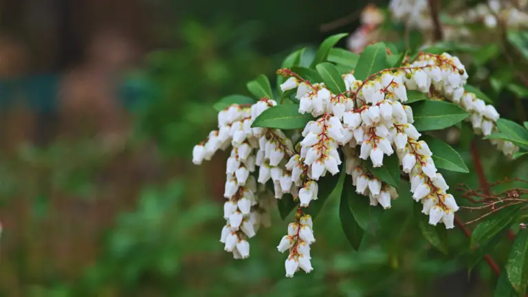 Do Pieris Shrubs Need Ericaceous Compost? - Little Leafy