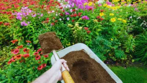 What Is Ericaceous Compost? 💐 An Introduction For Beginners - Little Leafy