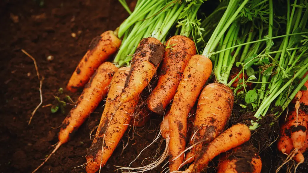 Can You Grow Carrots In Ericaceous Compost? - Little Leafy