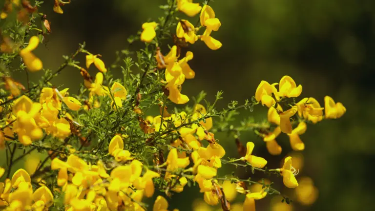 Do Broom Plants Need Ericaceous Compost? - Little Leafy